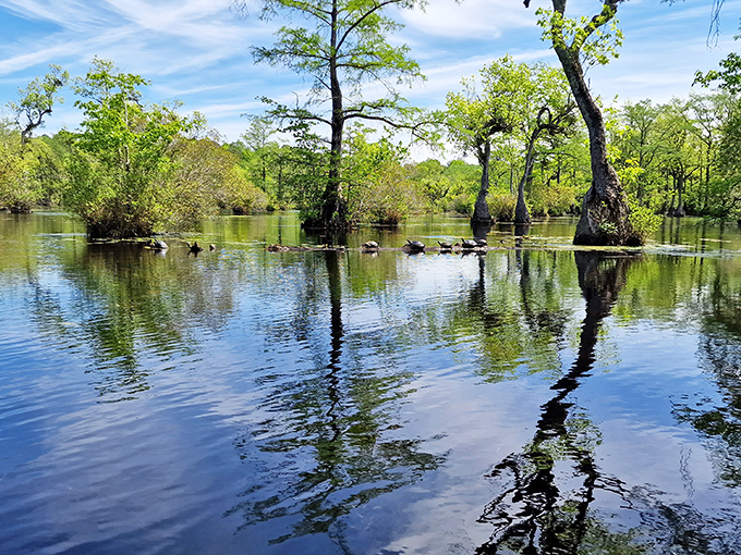 Mirror, mirror on the pond &ndash; ancient cypress trees create perfect reflections in the still waters, nature's own Instagram filter working overtime.