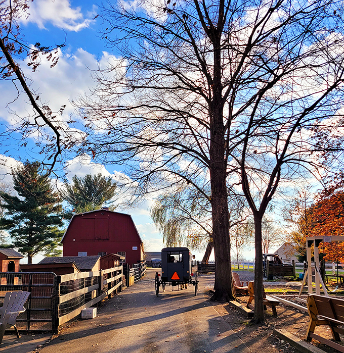 A classic black Amish buggy makes its way down a country lane, framed by autumn trees and a red barn. Time travel doesn't require a DeLorean after all.
