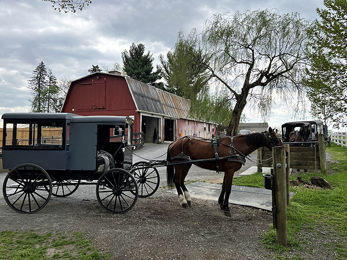 A classic Amish buggy awaits its passengers outside the iconic red barn at Abe's, where time slows to the perfect pace.