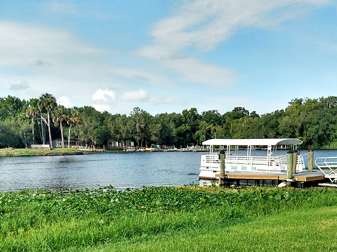 The wooden boardwalk stretches into a lush Florida hammock, inviting you to leave the ordinary world behind and step into nature's embrace.