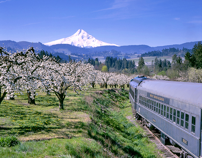 Nature's perfect backdrop: Mount Hood stands majestically behind blooming orchards as the train glides through spring's canvas. A postcard moment in motion.