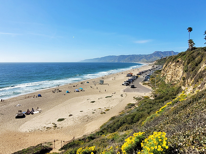 Spring brings a burst of yellow wildflowers along Point Dume's trails, creating a natural runway that would make even the most jaded hiker pause in appreciation.