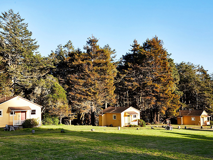 Cozy yellow cottages nestled among towering redwoods &ndash; like a storybook village where chickens, not alarm clocks, announce the morning.