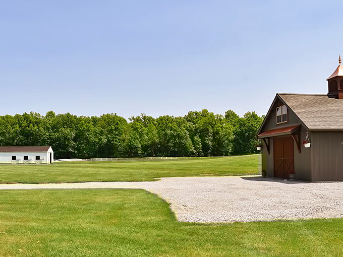 Sunshine spills across open fields and tidy barns at Erinwood Farms, where quiet moments and simple beauty feel like second nature.