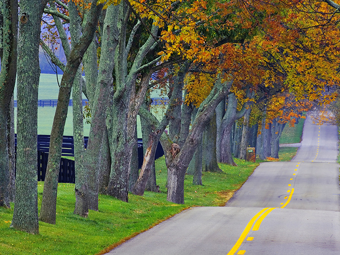 Fall's grand finale on display. These trees aren't just changing colors—they're putting on Kentucky's most spectacular seasonal performance for lucky drivers.