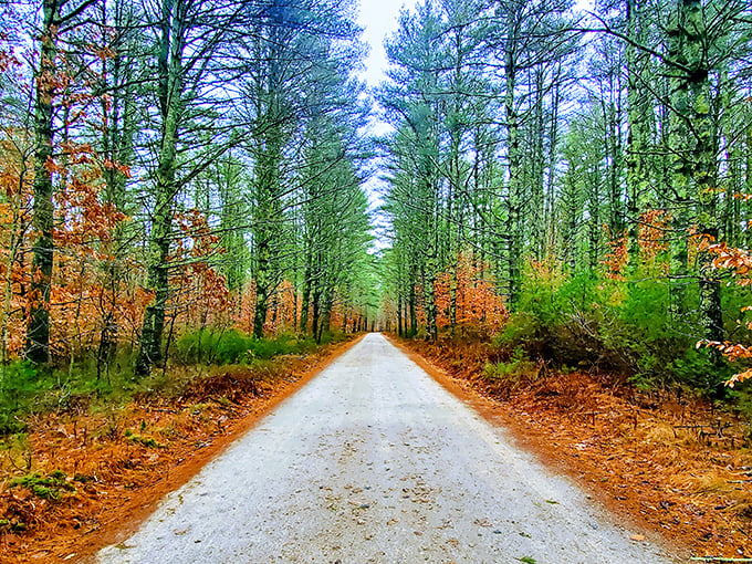 Nature's own tunnel of love, where autumn leaves create a canopy worth writing home about.