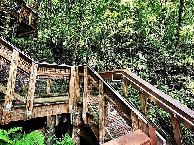 The wooden staircase winds its way down into nature's amphitheater, inviting explorers to descend into Florida's most dramatic geological performance.