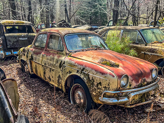Nature reclaims what was once cherished &ndash; a vintage sedan surrenders to moss and time in Old Car City's peaceful forest sanctuary.