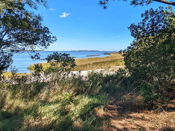 Nature's own masterpiece unfolds where golden marshes meet crystal-clear waters in perfect harmony.