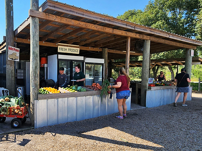 The rustic farm stand at Mick Farms isn't trying to be fancy—it's too busy being authentic. Fresh produce displayed with pride, not pretense.