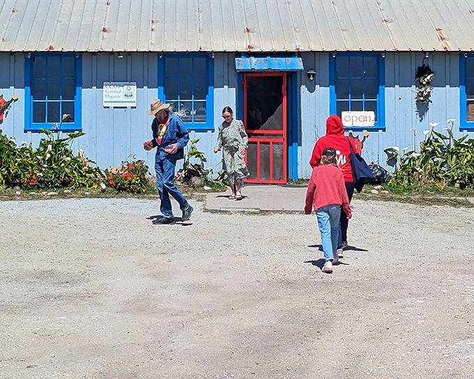 The blue farmstand beckons like a coastal mirage, promising berry treasures inside. No Hollywood set designer could craft something this authentically charming.