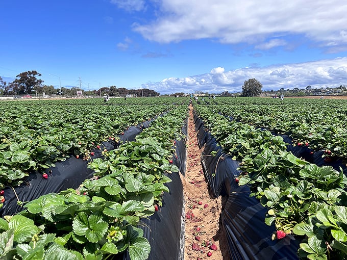 Rows of emerald-green strawberry plants stretch toward the horizon under California's impossibly blue sky, nature's grocery store just waiting for eager fingers.