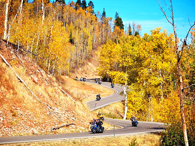 Motorcyclists navigate the golden curves of autumn, where every twist reveals another masterpiece of nature's seasonal art show.