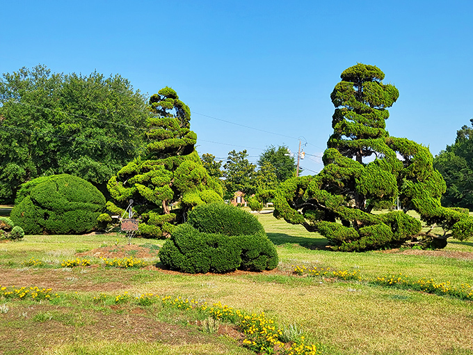 Spiraling green masterpieces reach skyward like botanical DNA strands. Pearl Fryar's living sculptures transform ordinary shrubs into extraordinary art that defies horticultural convention.
