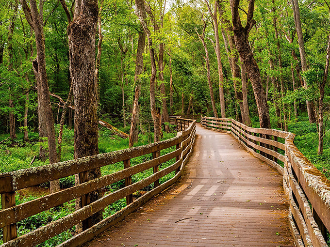 A wooden boardwalk winds through towering trees, inviting you to wander deeper into nature's embrace at Trap Pond State Park.