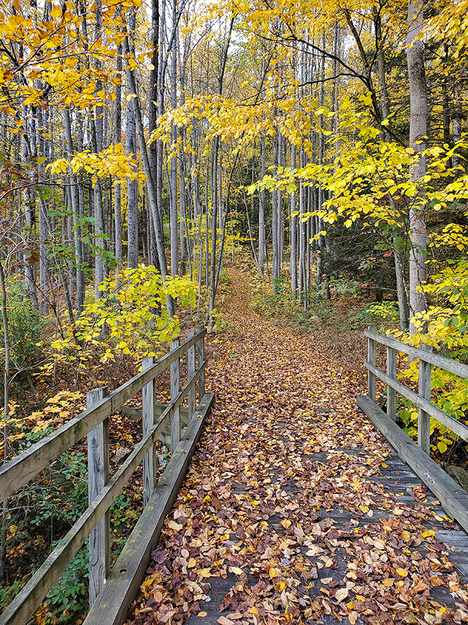 Nature's golden runway beckons. Fall foliage creates a magical corridor where every step crunches with the satisfying sound of autumn's finest work.