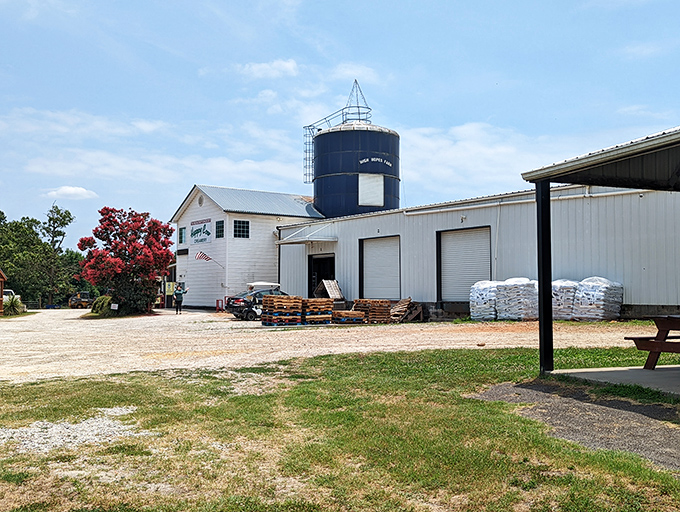 Under the bright Carolina sky, the white clapboard dairy and its blue water tower promise fresh, local goodness inside.