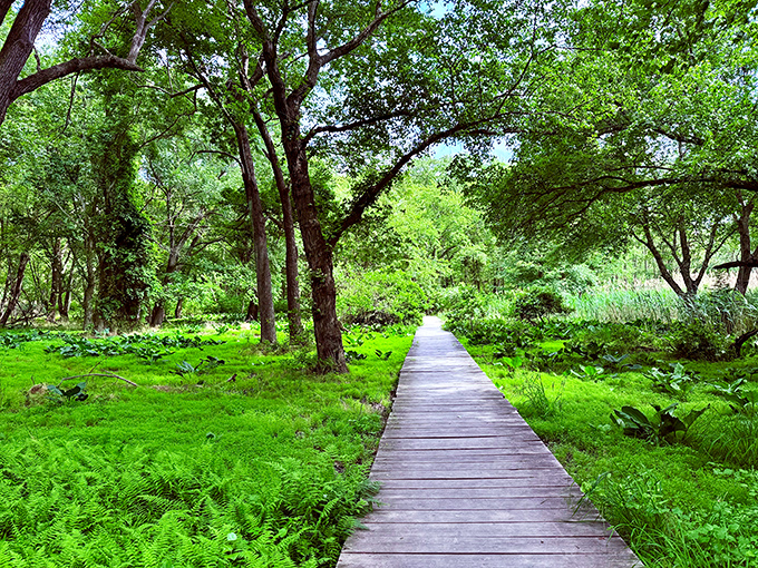 A verdant tunnel of green welcomes hikers on this boardwalk trail, where ferns carpet the forest floor like nature's plush living room.