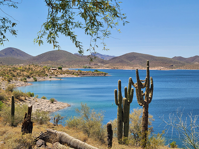 Where desert meets water: Lake Pleasant's iconic saguaro sentinels stand guard over azure waters, creating Arizona's most surreal landscape mashup.