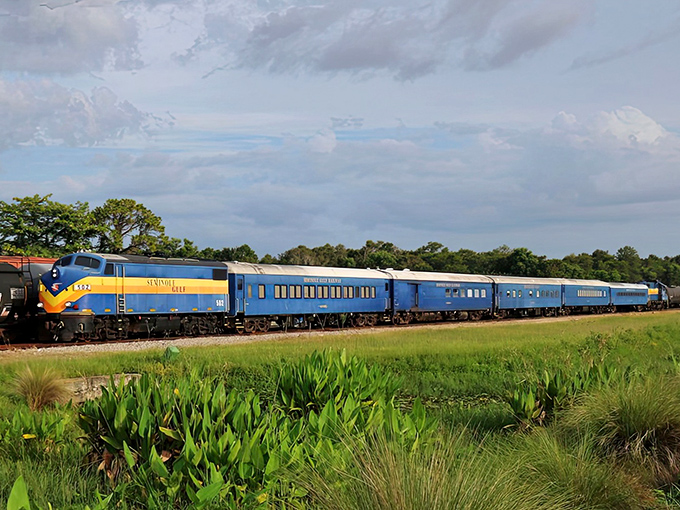 The iconic blue and yellow Seminole Gulf Railway cuts through Florida's verdant landscape like a time-traveling paintbrush on canvas.