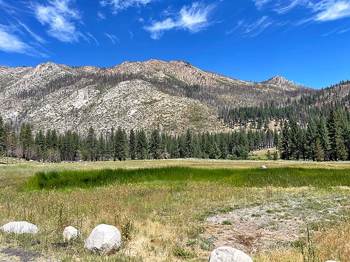 The meadow stretches toward granite mountains, a perfect example of what Bob Ross would call "happy little trees" meeting majestic stone giants.