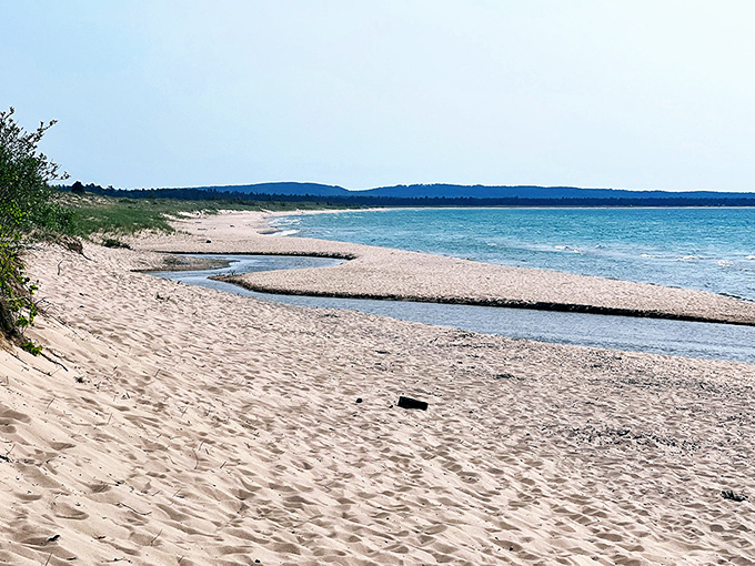 Where beach grass dances with sand dunes, creating nature's perfect buffer between forest and shore. Pure Michigan, indeed.