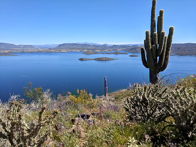 Nature's perfect contradiction: Towering saguaros and wildflowers frame the sapphire waters, like Mother Nature couldn't decide between desert and oasis.