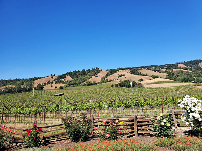 Rolling vineyards stretch toward golden hills under a perfect California sky &ndash; Mother Nature showing off her landscaping skills at Navarro.