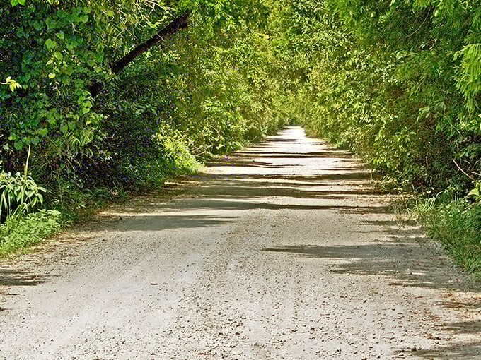Nature's green cathedral awaits as sunlight dapples through the canopy, creating a magical tunnel effect along this secluded limestone path.