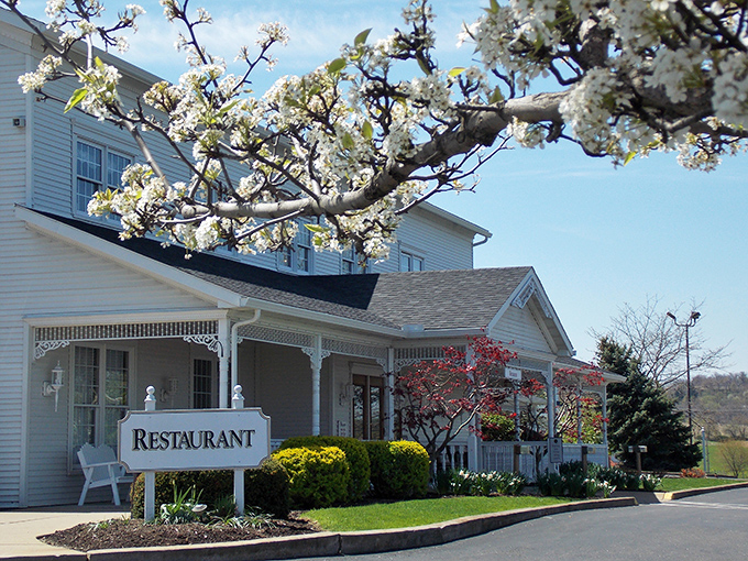 Spring blossoms frame the Amish Door Restaurant like nature's welcome committee. This charming white farmhouse in Wilmot promises comfort food that could make your grandmother jealous.