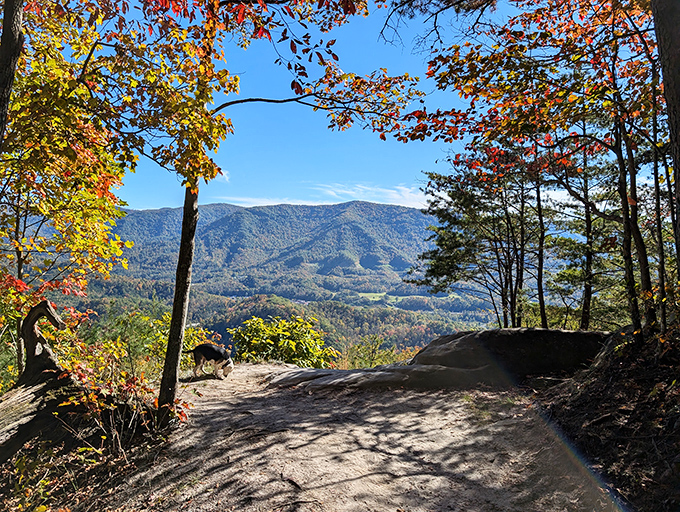 Nature's perfect frame! Autumn leaves create a living portal to the breathtaking valley views that make Kingdom Come a photographer's paradise.