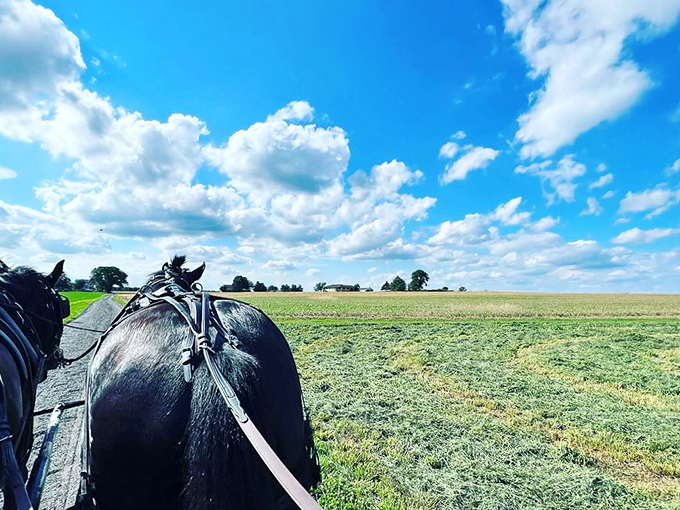 The view from a buggy seat reveals what modern life is missing&mdash;endless sky, open fields, and a pace that lets you actually notice them.