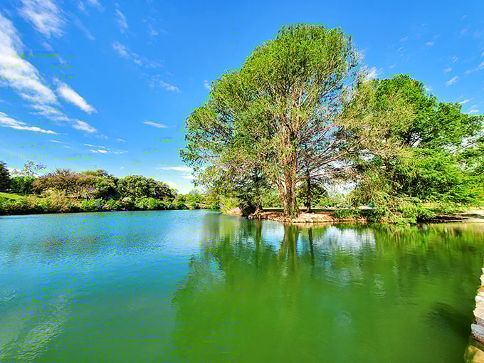 Ancient cypress sentinels stand guard over Blanco River's emerald waters, creating a mirror-perfect reflection that captures Texas Hill Country magic.