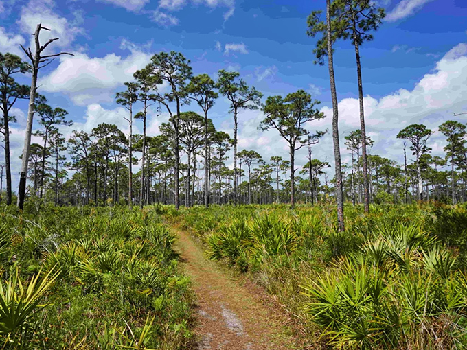 Nature's own yellow brick road beckons through a sea of saw palmettos and towering pines, inviting hikers to discover what lies beyond the next bend.