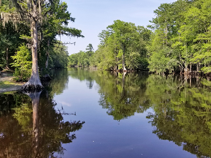 Mirror, mirror on the water &ndash; the Lumber River's glass-like surface creates perfect reflections that would make even Narcissus do a double-take.