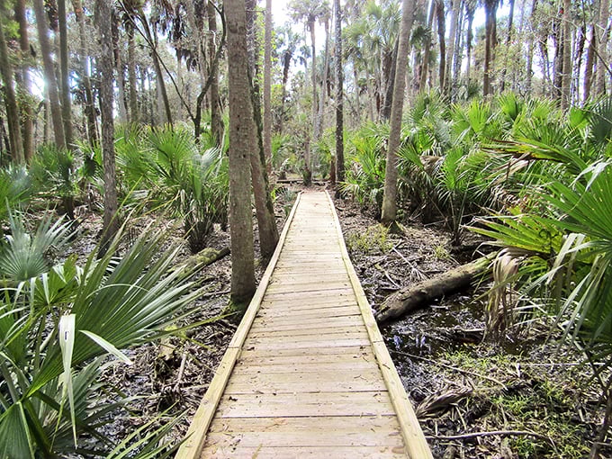 The wooden boardwalk stretches into a lush Florida hammock, inviting you to leave the ordinary world behind and step into nature's embrace.