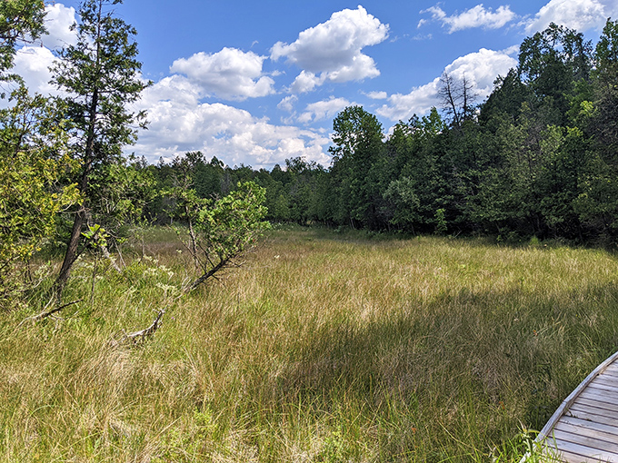 Under a sky of drifting clouds, the boardwalk skirts a peaceful meadow bordered by lush trees&mdash;a quiet slice of Ohio wilderness.