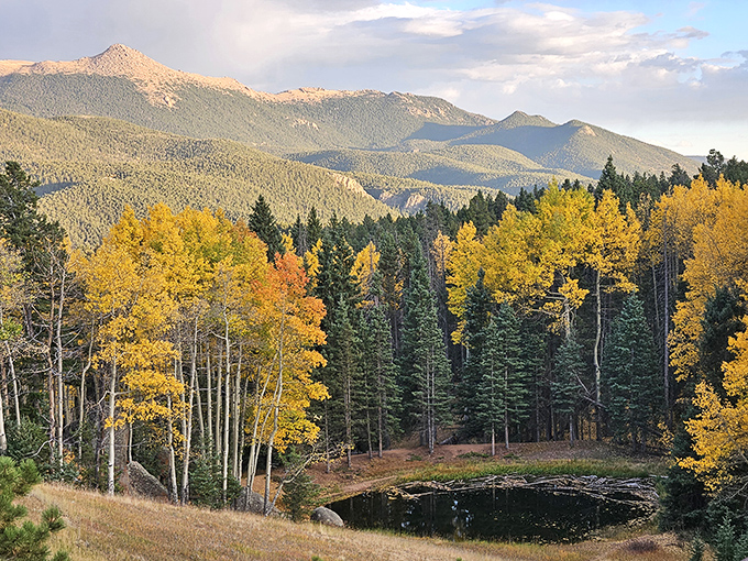 Nature's perfect canvas: golden aspens frame a serene pond while mountains stand guard in the distance. Colorado showing off its autumn finery.