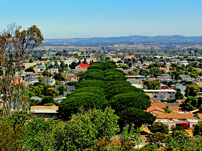 Lompoc's iconic tree-lined streets create a natural canopy over residential neighborhoods, offering shade and character you just can't buy at Home Depot.