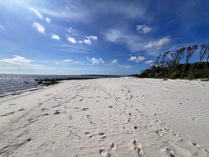 Nature's skeletal art show unfolds as waves caress weathered driftwood sculptures. Mother Nature's most haunting gallery is open daily with free admission.