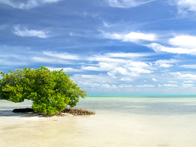 That lone mangrove standing sentinel in the shallows isn't just photogenic&mdash;it's nature's way of saying "this spot is worth protecting."