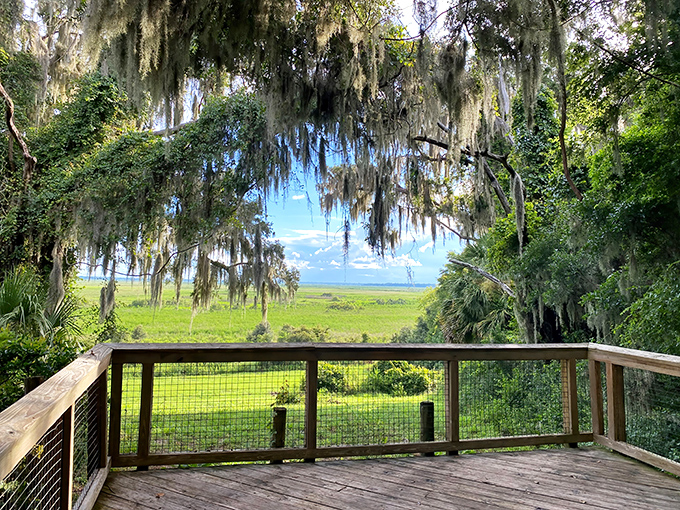 Draped in Spanish moss, this overlook offers a peaceful window into the wild heart of Alachua Lake.