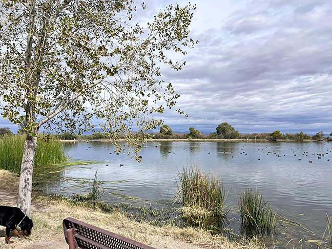 Mirror, mirror on the pond &ndash; the perfect reflection of Arizona's Pinale&ntilde;o Mountains creates nature's most stunning double take.
