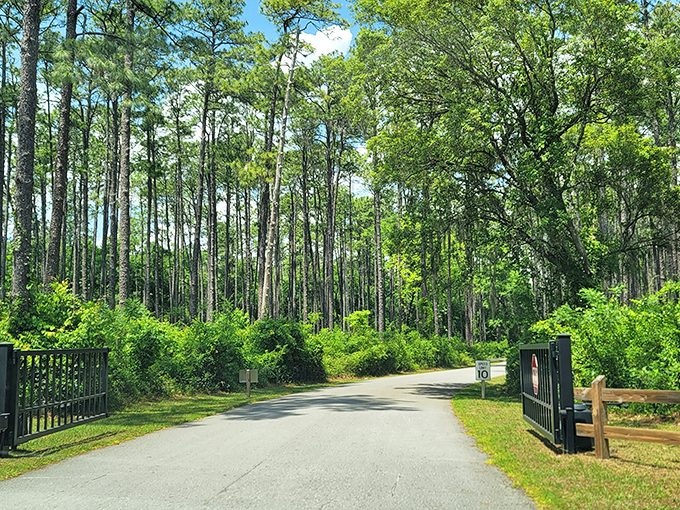 The entrance to Devil's Millhopper feels like stepping into a fantasy novel's first chapter. Tall pines stand guard, welcoming you to one of Florida's most magical geological wonders.