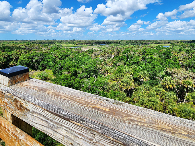 From the observation tower, Florida unfolds like nature's IMAX theater &ndash; no special effects needed, just pure wild splendor stretching to the horizon.