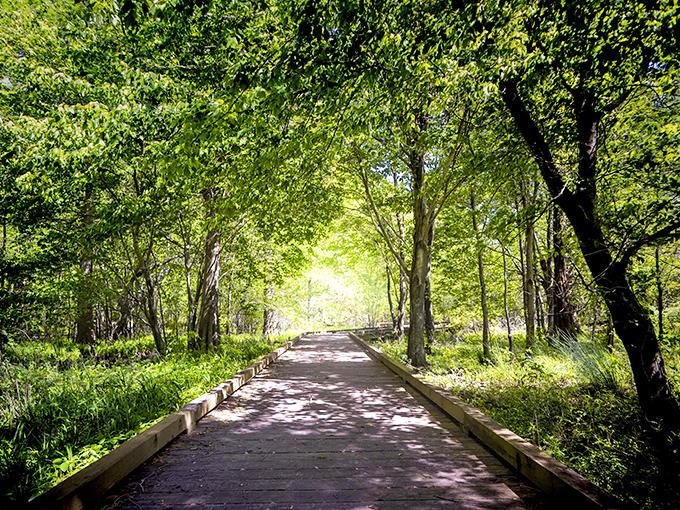 Nature's cathedral awaits on this boardwalk through Pettigrew's lush forest. The dappled sunlight creates a pathway that practically begs for a contemplative stroll.