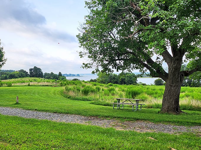 Nature's perfect picnic spot awaits under ancient trees, where the York River whispers secrets in the background and time slows to a delicious crawl.