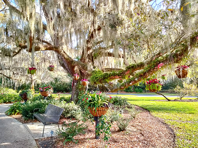 Spanish moss drapes from ancient oaks like nature's own chandeliers, creating the perfect shady spot for contemplation or an impromptu nap.
