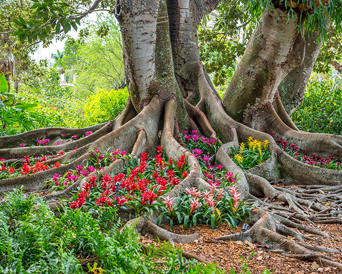 Nature's own art installation &ndash; massive tree roots cradle vibrant bromeliads like they're showing off their most precious jewels.
