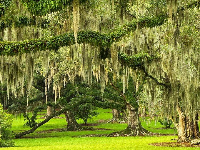 Spanish moss drapes from ancient oaks like nature's own chandeliers, creating a cathedral of green where time seems to slow its pace.